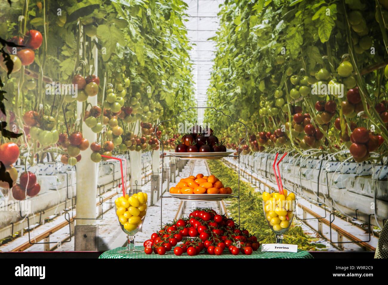 tomato tomatoes organic vegetable display food Stock Photo - Alamy