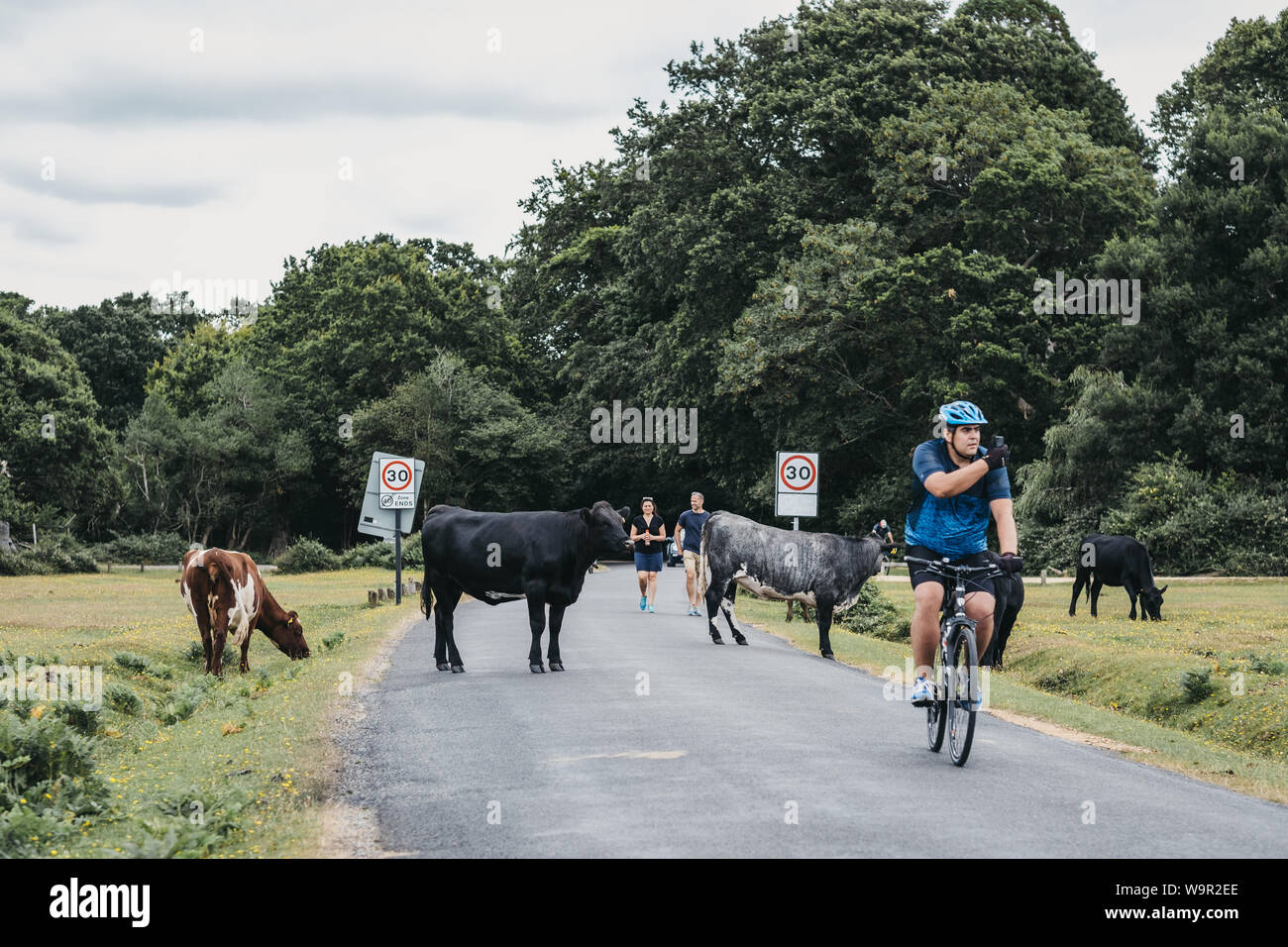 New Forest National Park, UK - July 13, 2019: People around cows ...