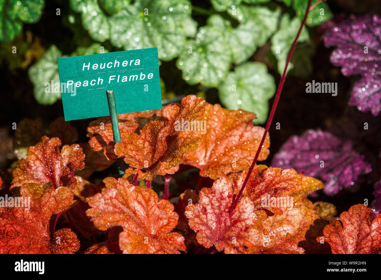 Heuchera peach flambe plants leaf leaves garden gardening Stock Photo ...