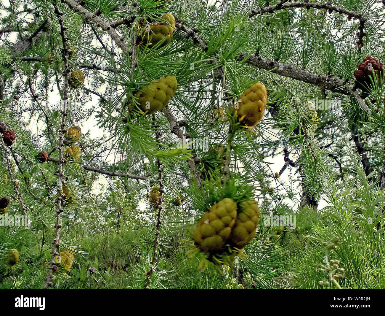 Branches of coniferous tree with cones. Cones on a branch Stock Photo ...