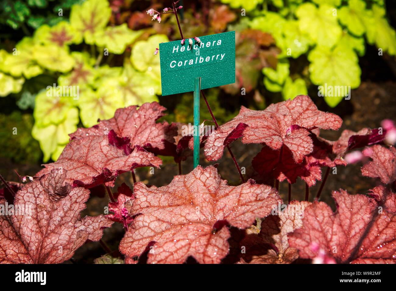 Coralberry High Resolution Stock Photography and Images - Alamy