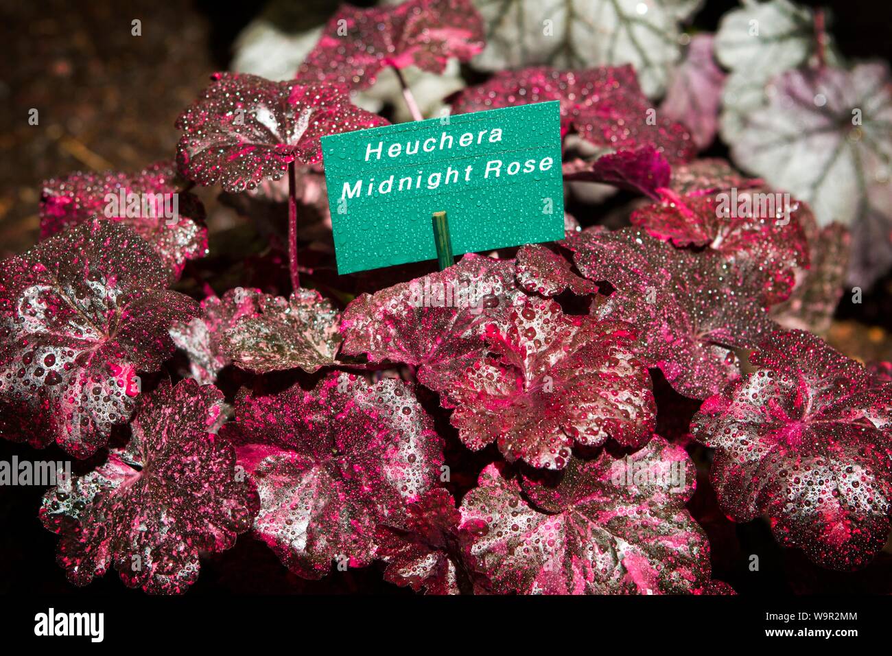 Midnight rose flower hi-res stock photography and images - Alamy