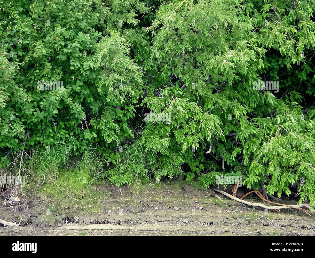 River bank. Trees on the river bank Stock Photo - Alamy