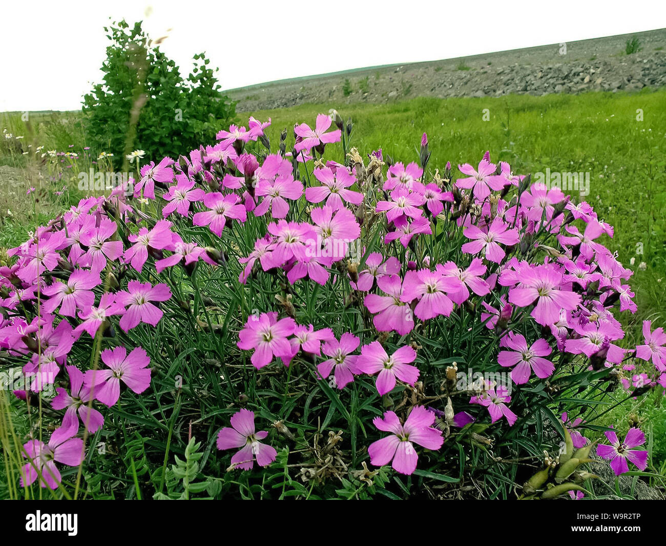 Pink flowers in the tundra. Summer meadow in the taiga Stock Photo - Alamy