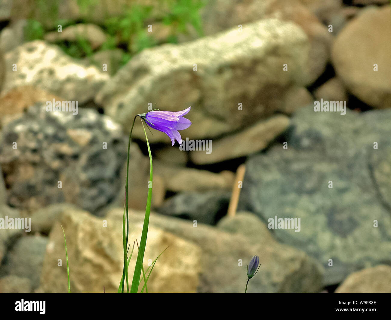 Sky pilot flowers hi-res stock photography and images - Alamy