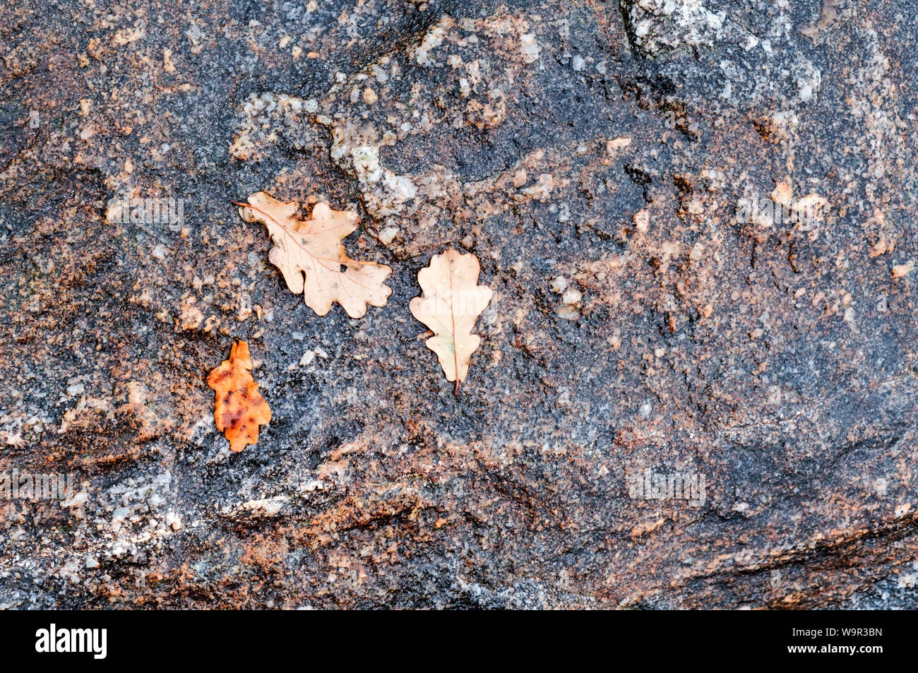 natural stone background, autumn leaves on stone Stock Photo - Alamy