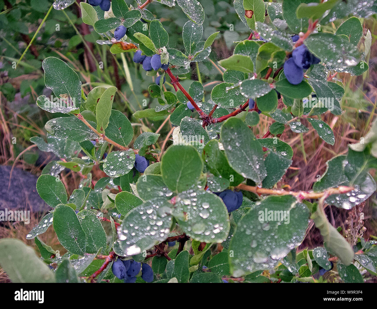 Blue berries of blueberries on the bushes. Berries in the tundra Stock ...