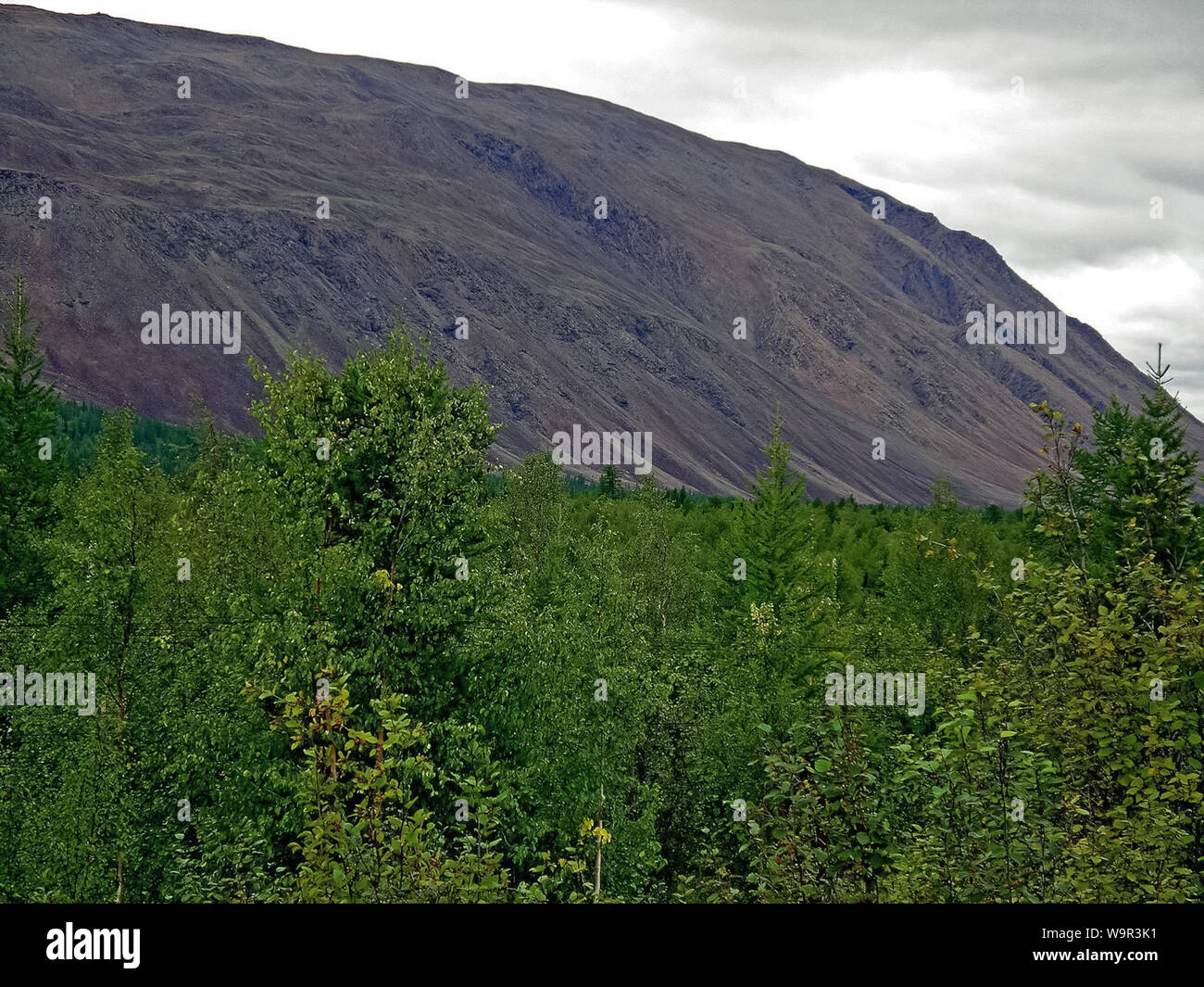 Forest tundra landscape in the summer. Taiga of Siberia. Yamal Stock ...