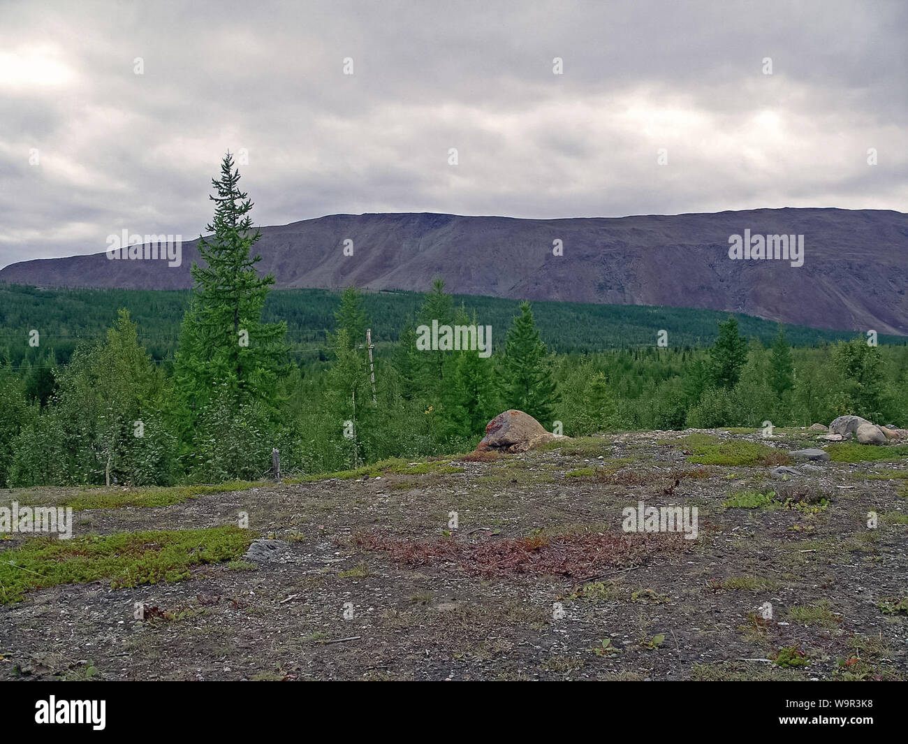Forest tundra landscape in the summer. Taiga of Siberia. Yamal Stock ...