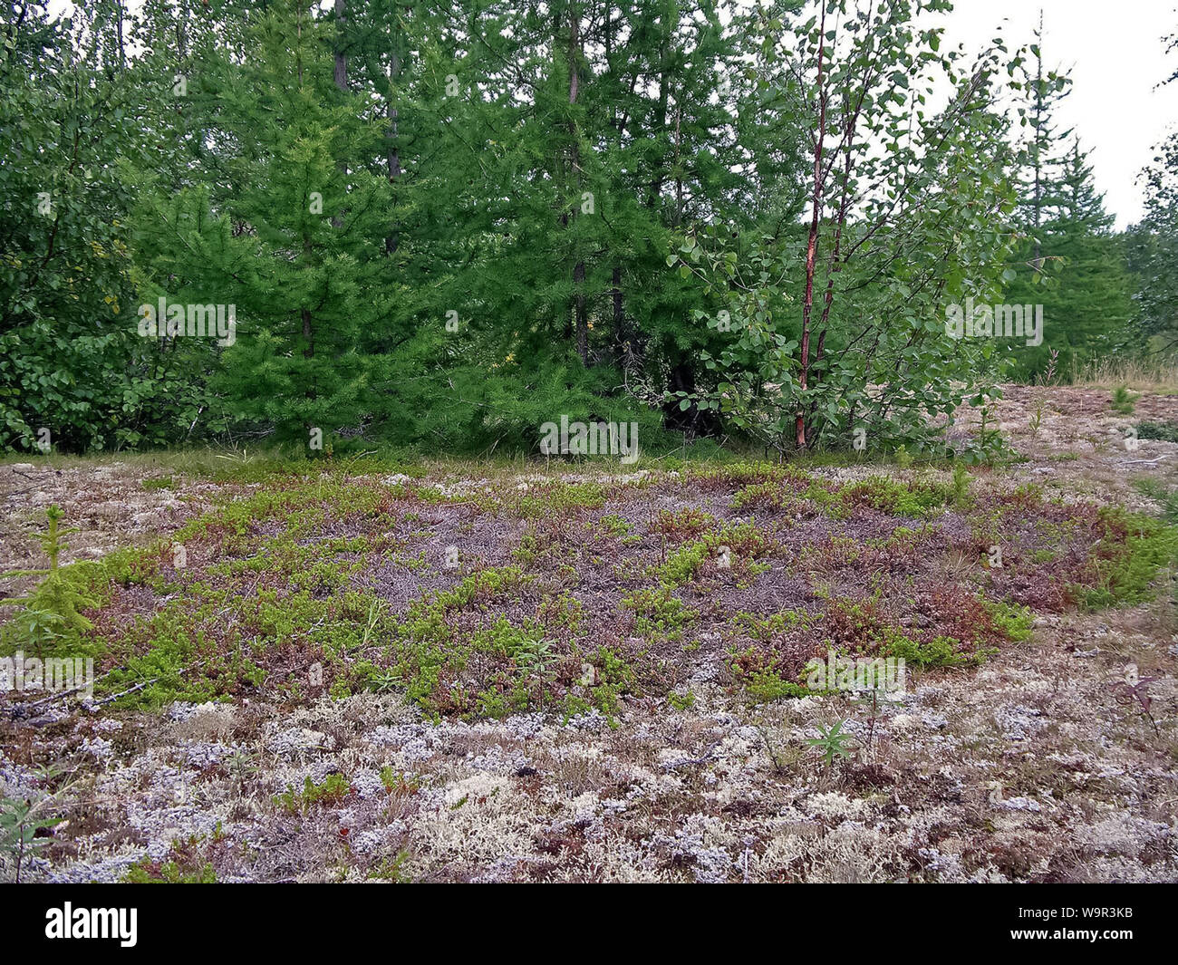 Forest tundra landscape in the summer. Taiga of Siberia. Yamal Stock ...