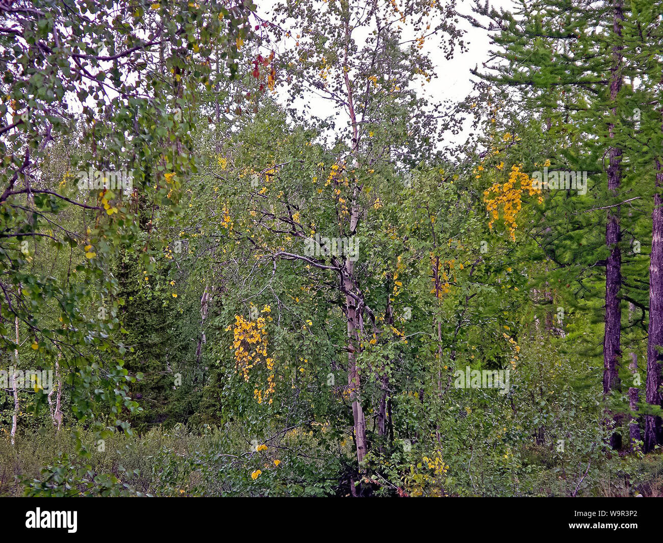 Forest tundra landscape in the summer. Taiga of Siberia. Yamal Stock ...