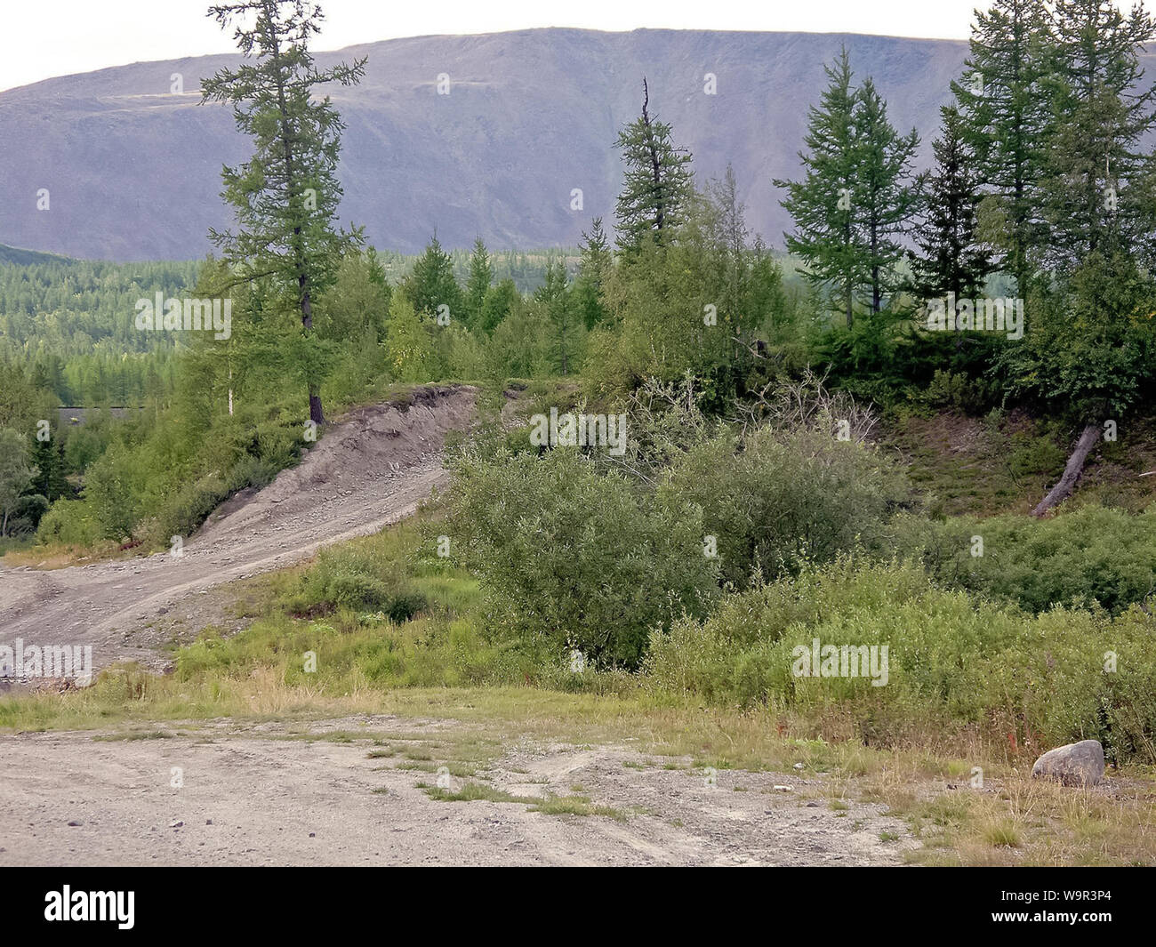 Forest tundra landscape in the summer. Taiga of Siberia. Yamal Stock ...