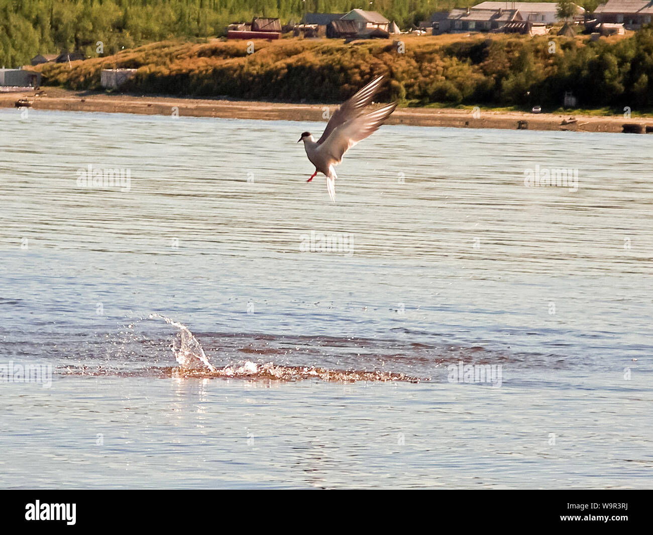 Seagull in the northern river. The Polar Seagull Stock Photo - Alamy