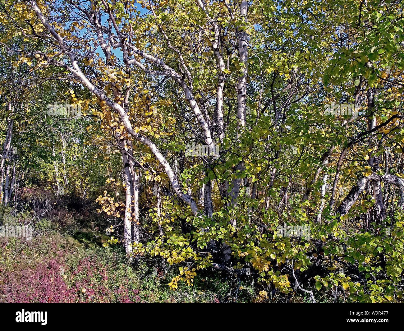 Autumn in the forest. Yellow leaves of birches. Birch in fall leaf fall ...