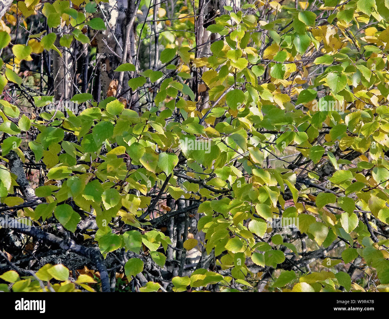Autumn in the forest. Yellow leaves of birches. Birch in fall leaf fall ...