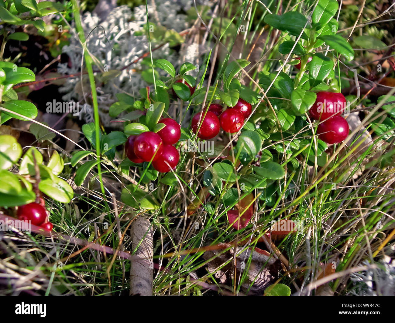 Red berries of red bilberry on bushes. Berries in the tundra Stock ...