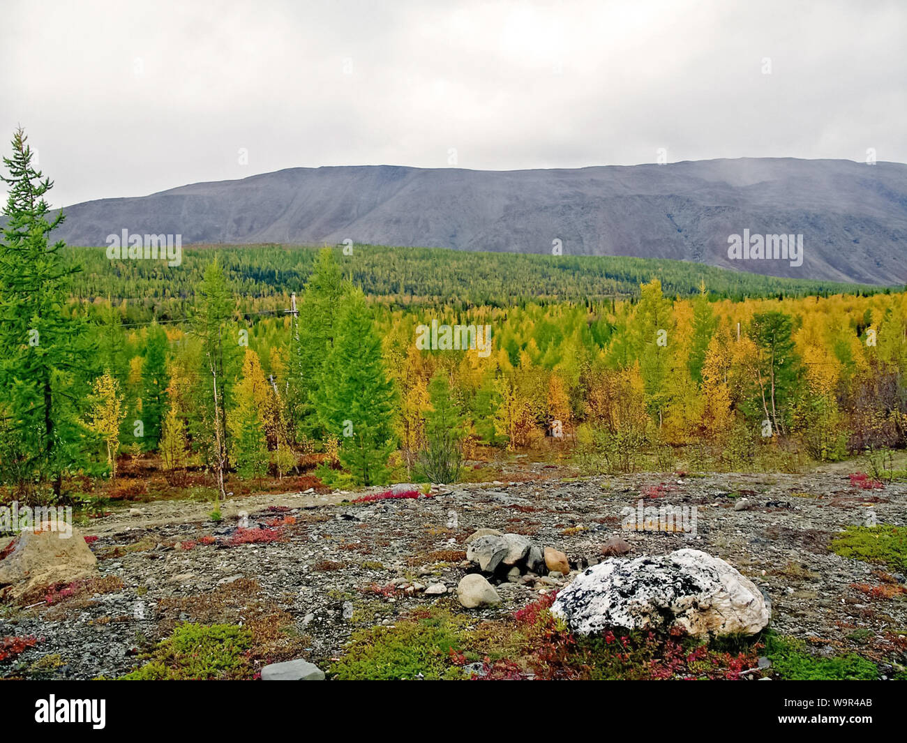 Autumn forest. The leaves of the grass and the trees turned yellow and ...