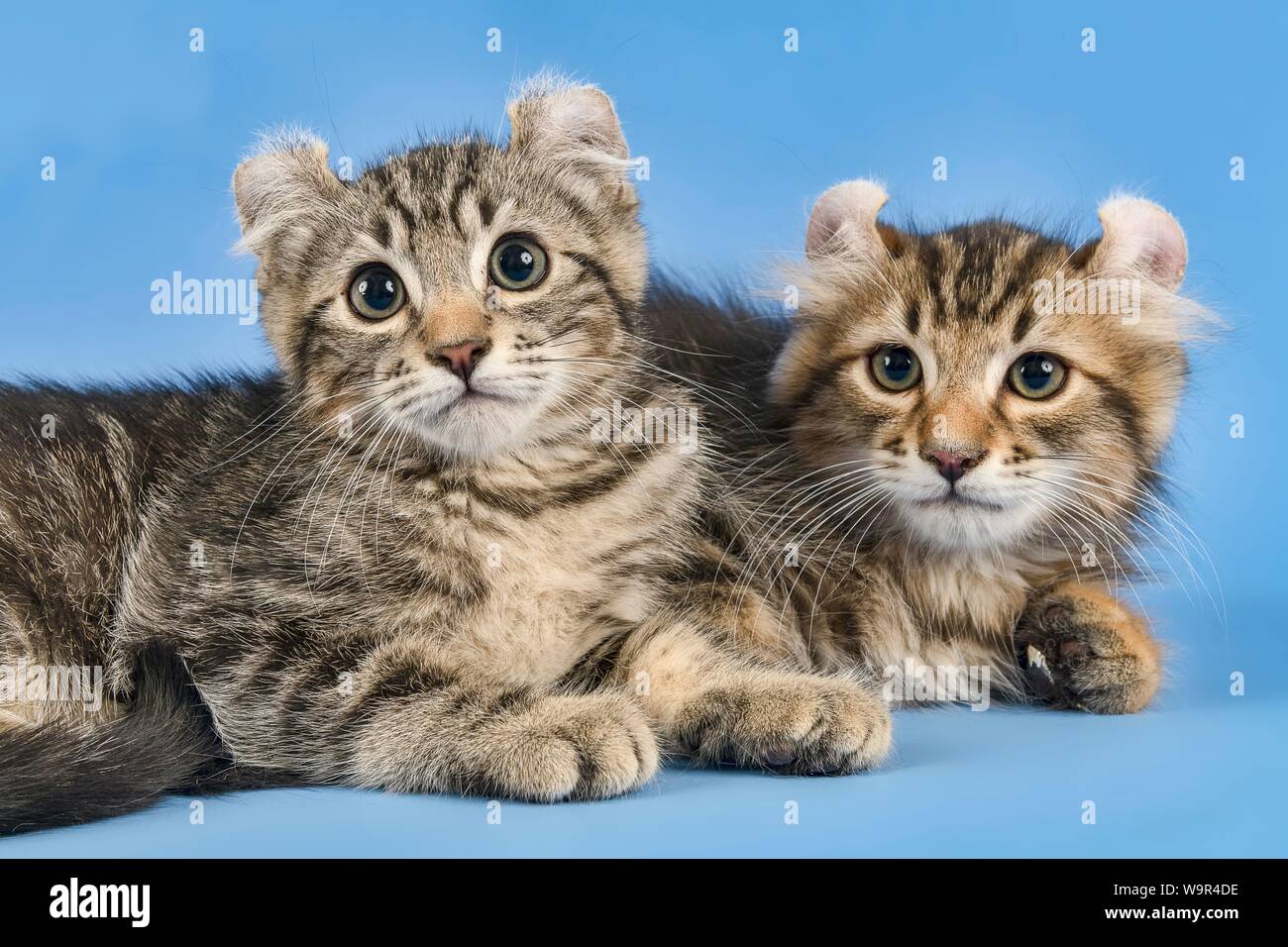 Blotched tabby cat hi-res stock photography and images - Alamy