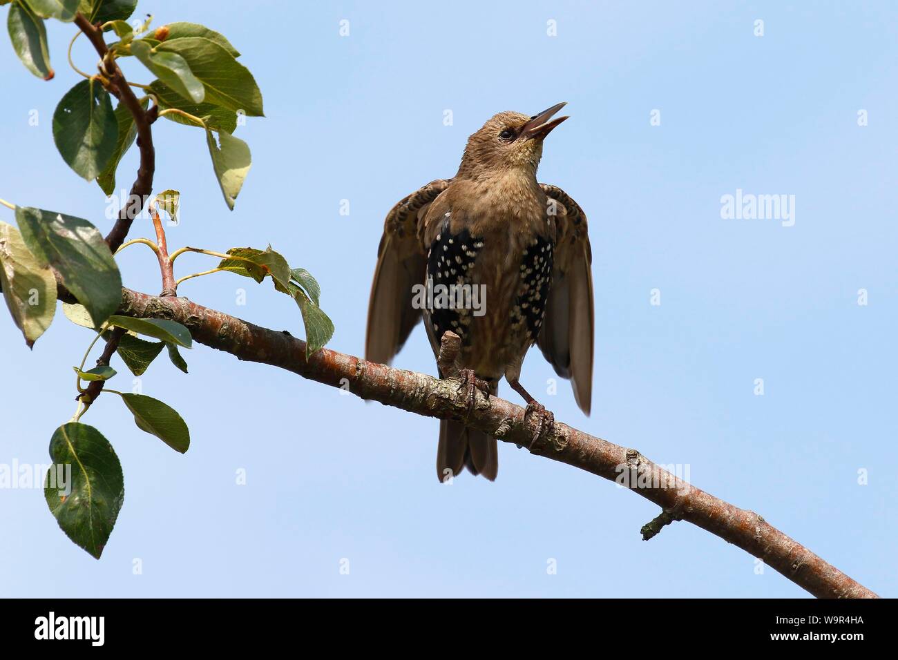 Starling in tree hi-res stock photography and images - Alamy