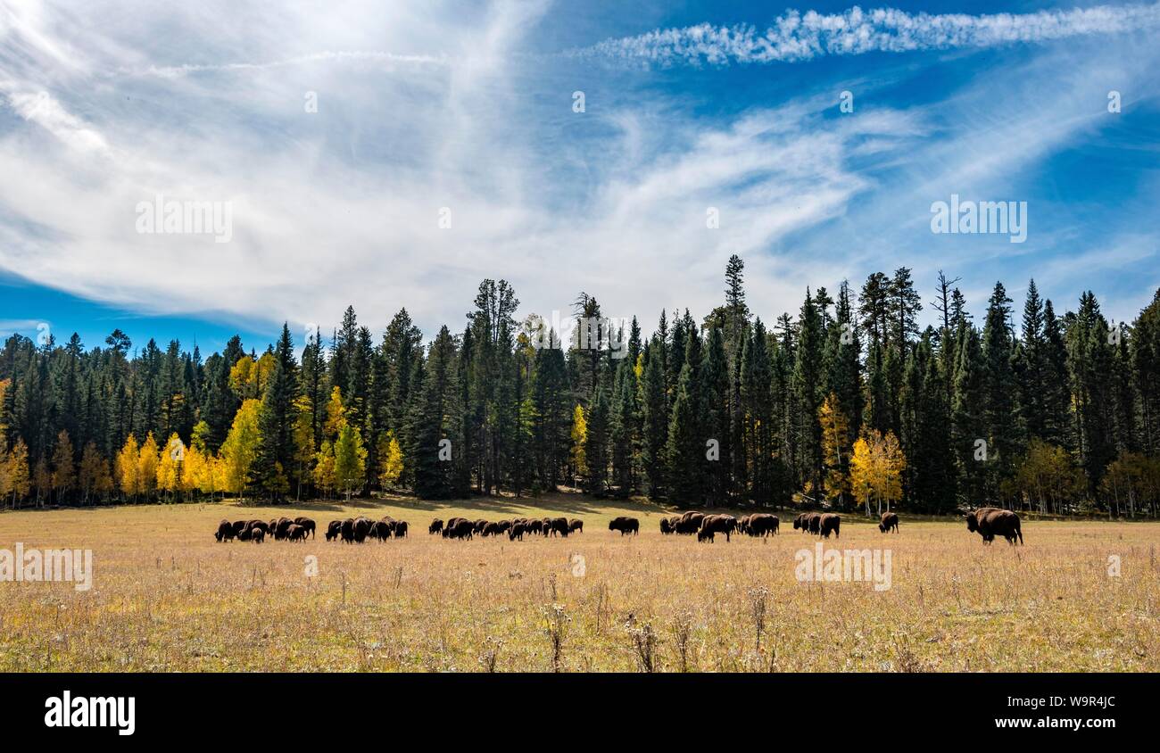 Cross between american bison bison bison domestic cattle bos taurus hi ...