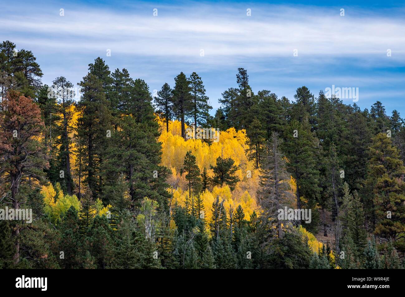 Autumnally colored Common aspens (Populus tremula) between Coniferous ...