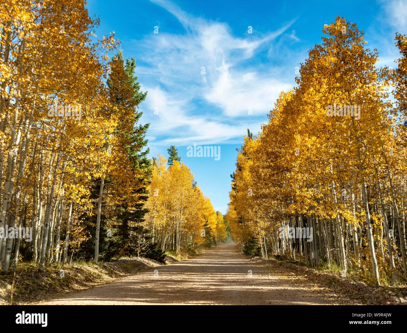 Aspen forest hi-res stock photography and images - Alamy