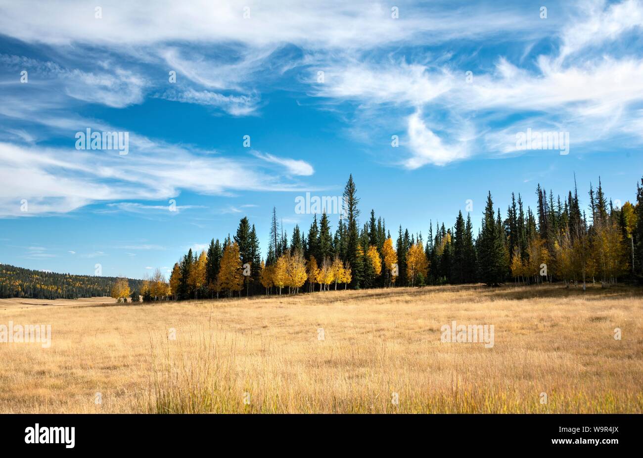 Aspen populus sp hi-res stock photography and images - Alamy