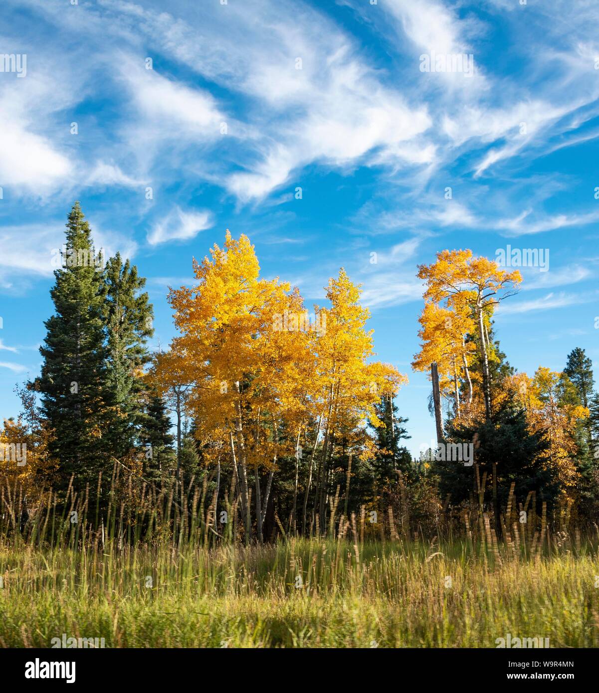 Autumnally colored Common aspens (Populus tremula) between Coniferous ...