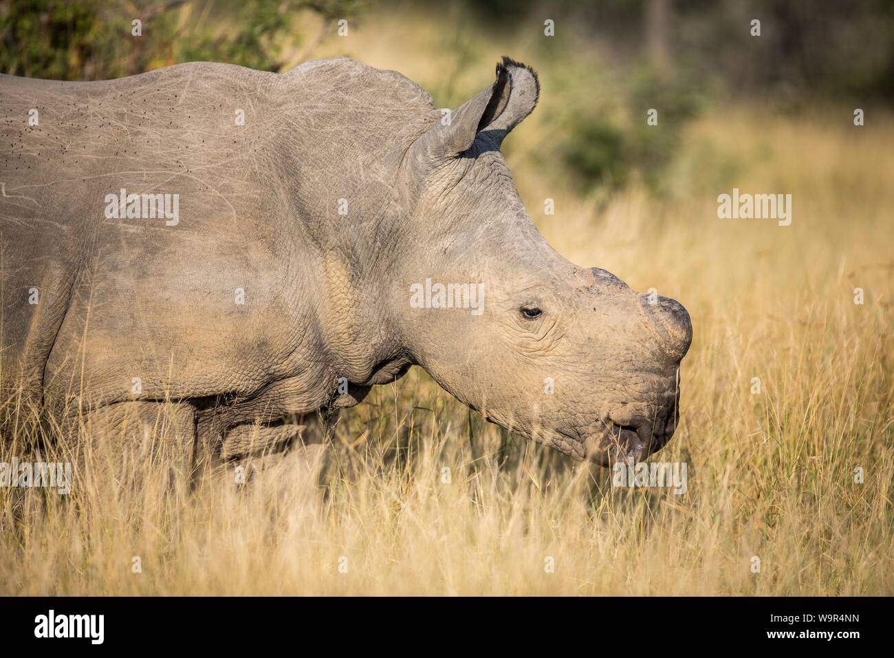 Sawed off horn hi-res stock photography and images - Alamy