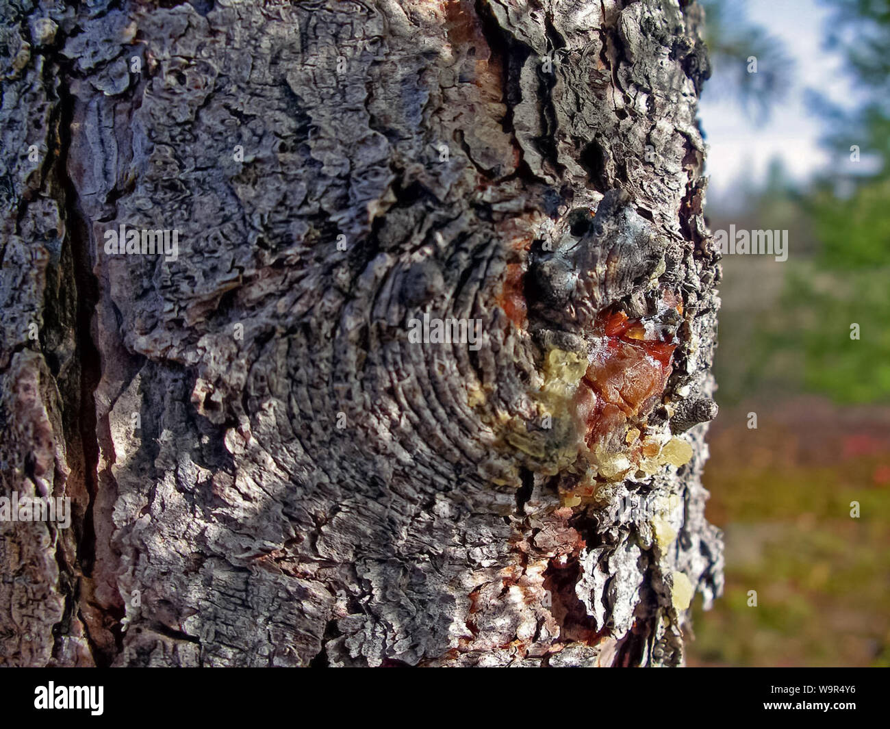 Forest tundra landscape in the summer. Taiga of Siberia. Yamal Stock ...