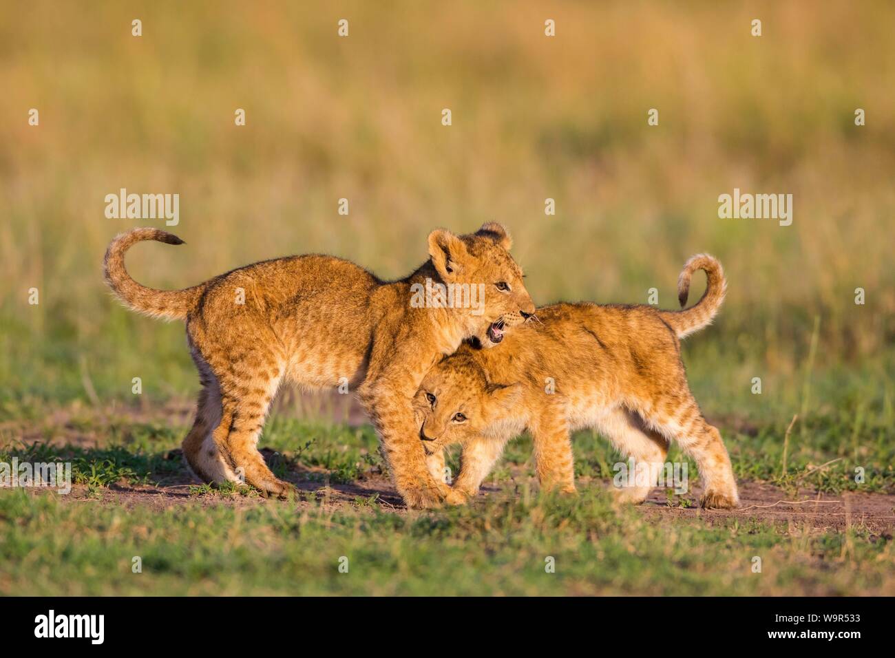 Two lion cubs (Panthera leo) playing in grass, Masai Mara National Reserve, Kenya Stock Photo ...