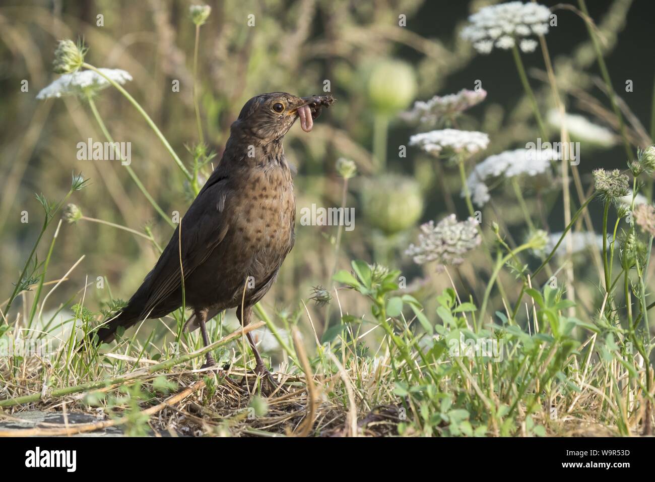 Female insects hi-res stock photography and images - Alamy