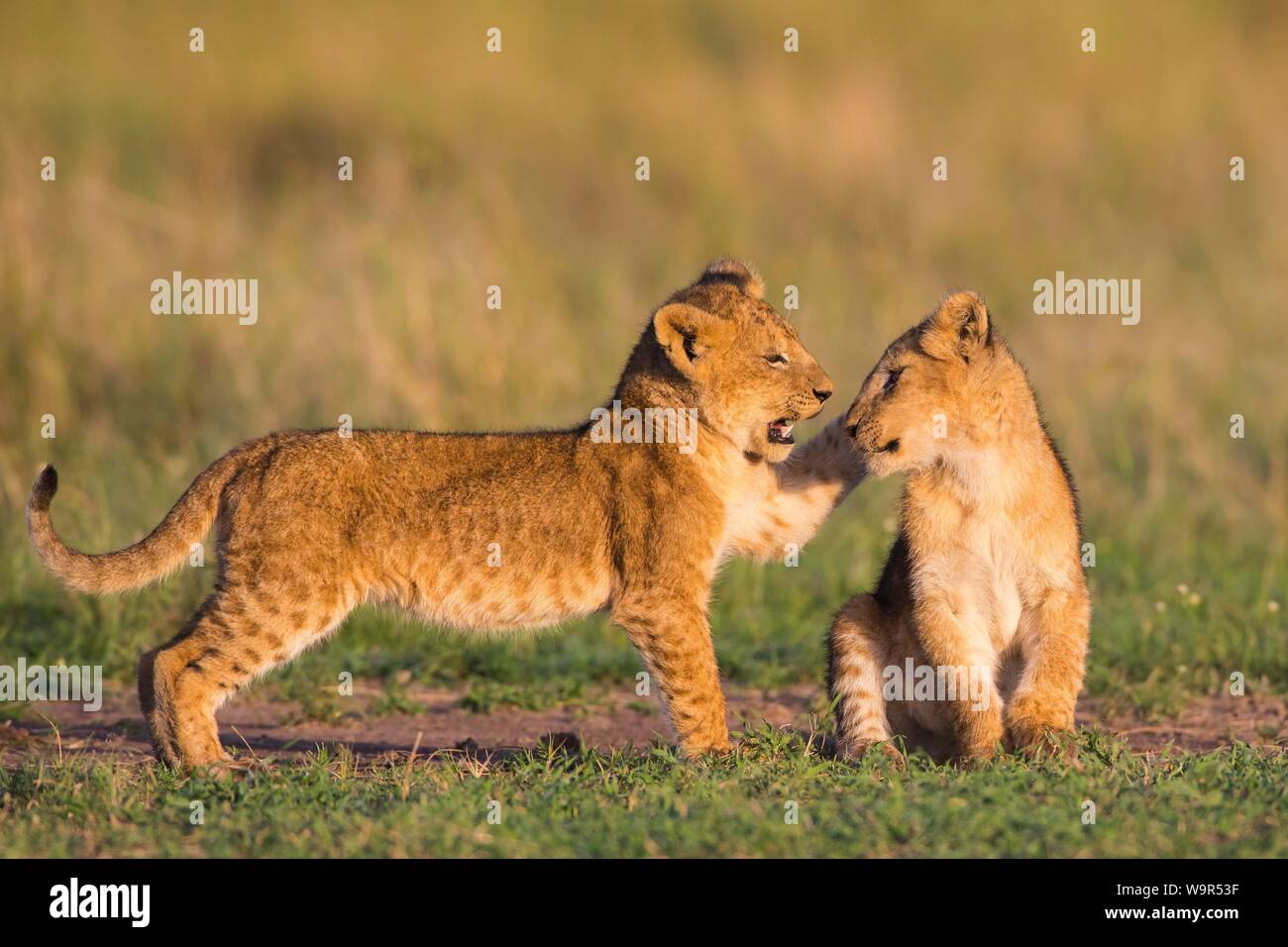 Two lion cubs (Panthera leo) playing in grass, Masai Mara National Reserve, Kenya Stock Photo ...