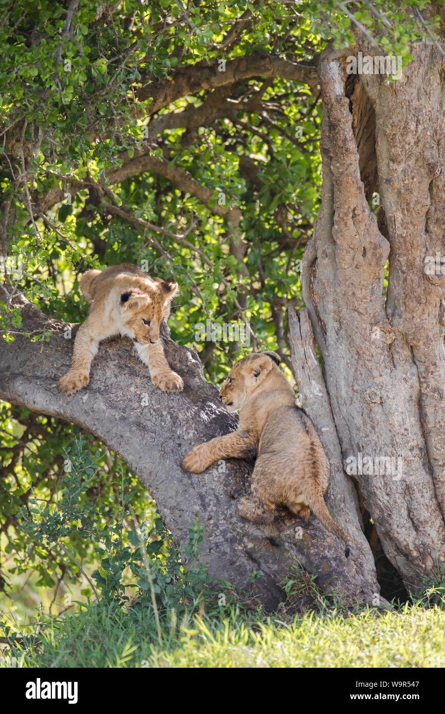 Lion cubs panthera leo climbing on a tree hi-res stock photography and ...
