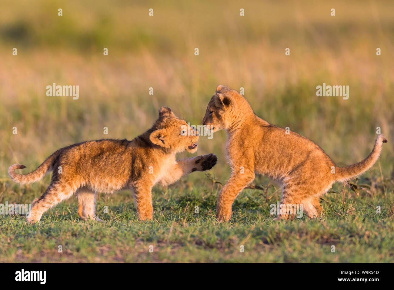 Two lion cubs (Panthera leo) playing in grass, Masai Mara National Reserve, Kenya Stock Photo ...