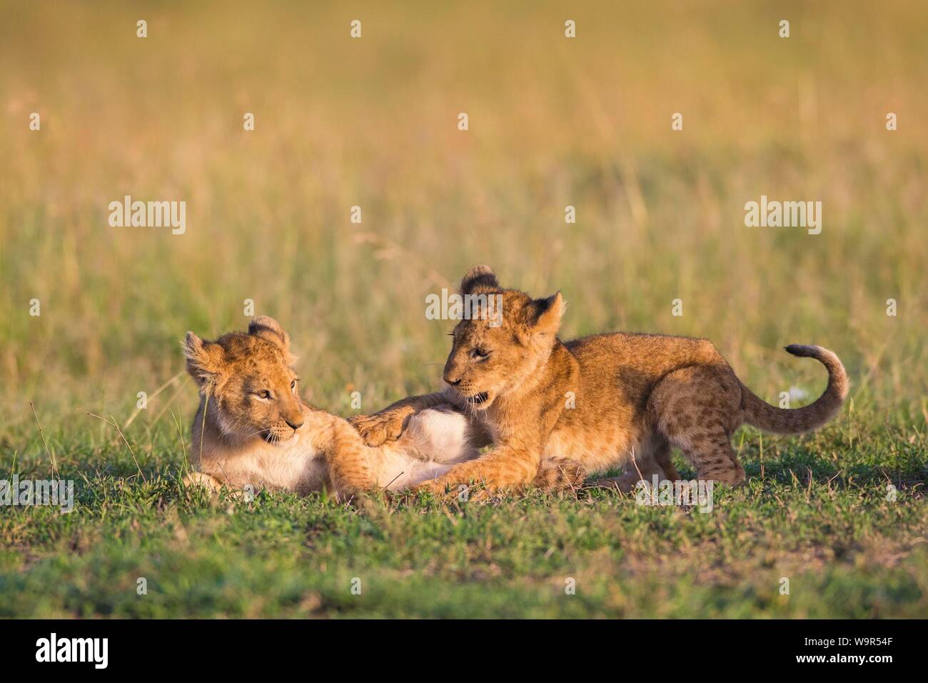 Two lion cubs (Panthera leo) playing in grass, Masai Mara National Reserve, Kenya Stock Photo ...