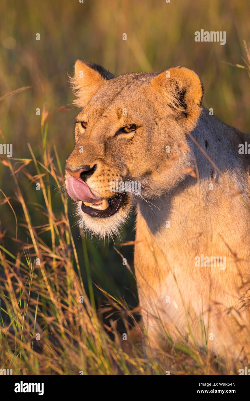 Lioness (Panthera leo) licking her mouth, animal portrait, Masai Mara ...