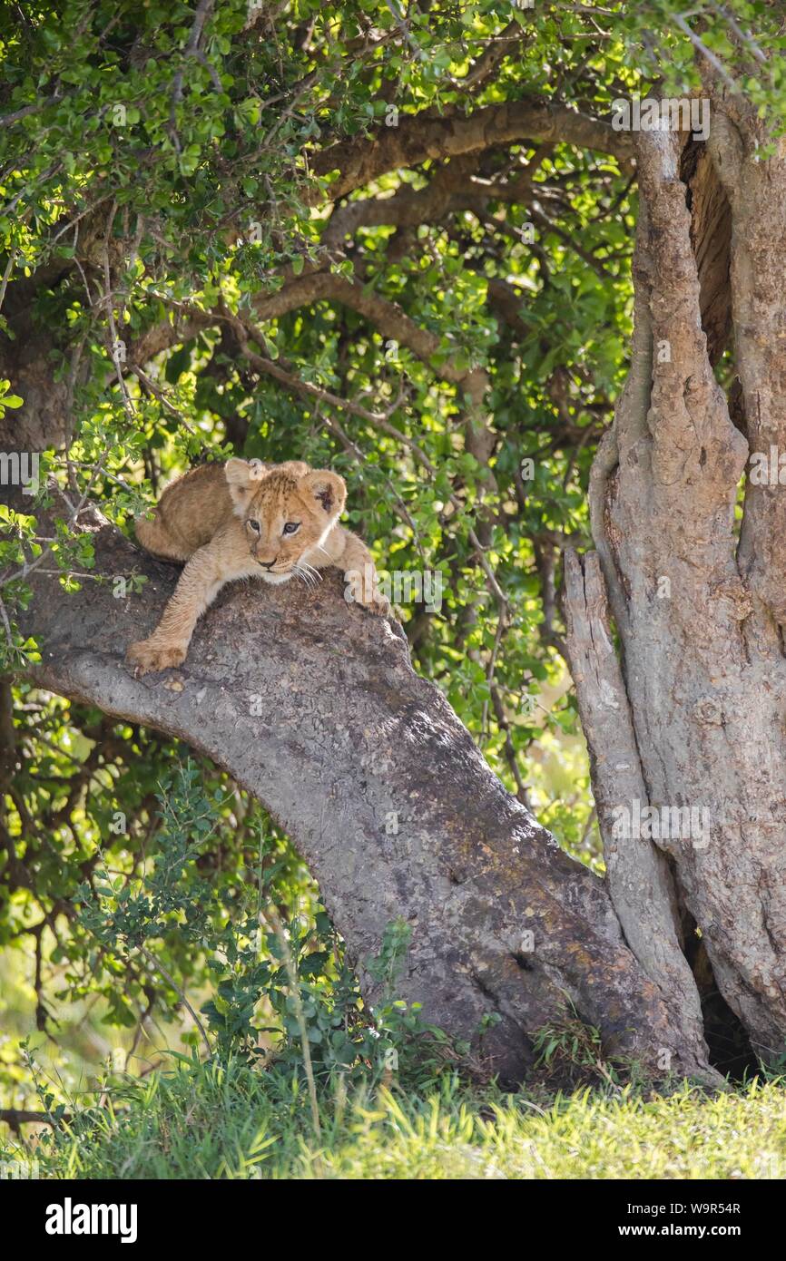 Lion cub (Panthera leo) climbing on a tree, Masai Mara National Reserve ...
