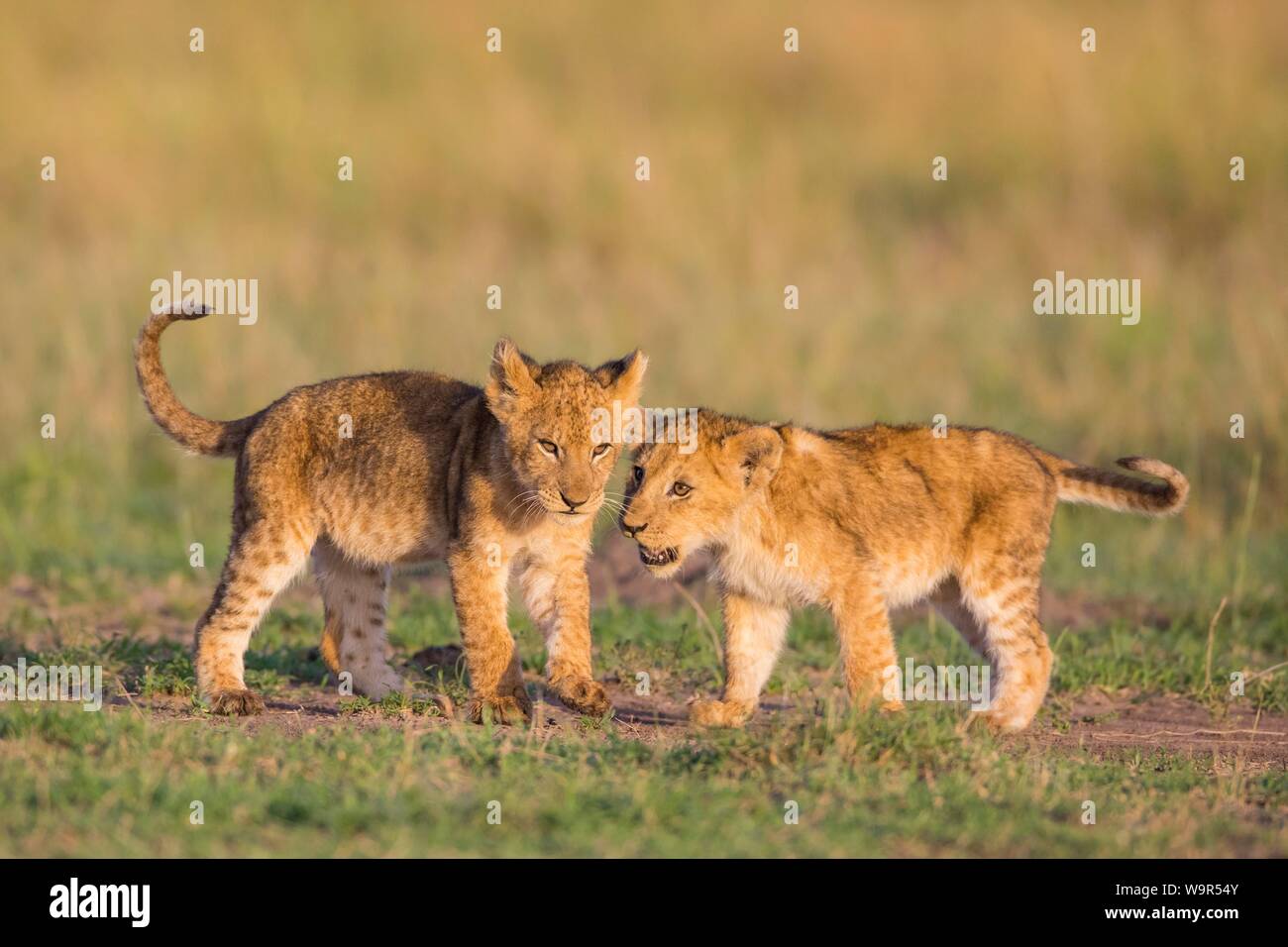 Two lion cubs (Panthera leo) playing in grass, Masai Mara National ...
