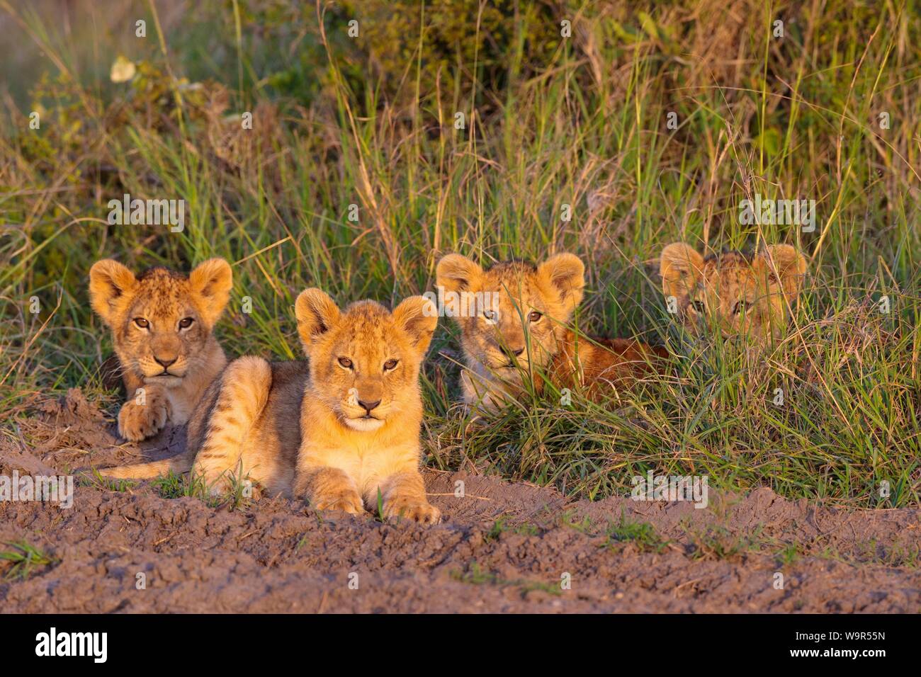 Lion cubs panthera leo lying in grass hi-res stock photography and ...