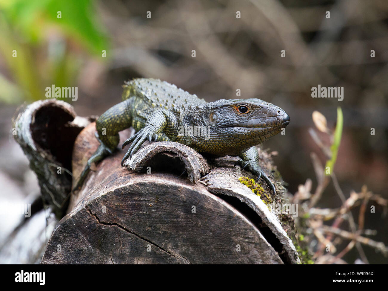 Northern caiman lizard taken in Amazonian jungle Stock Photo - Alamy