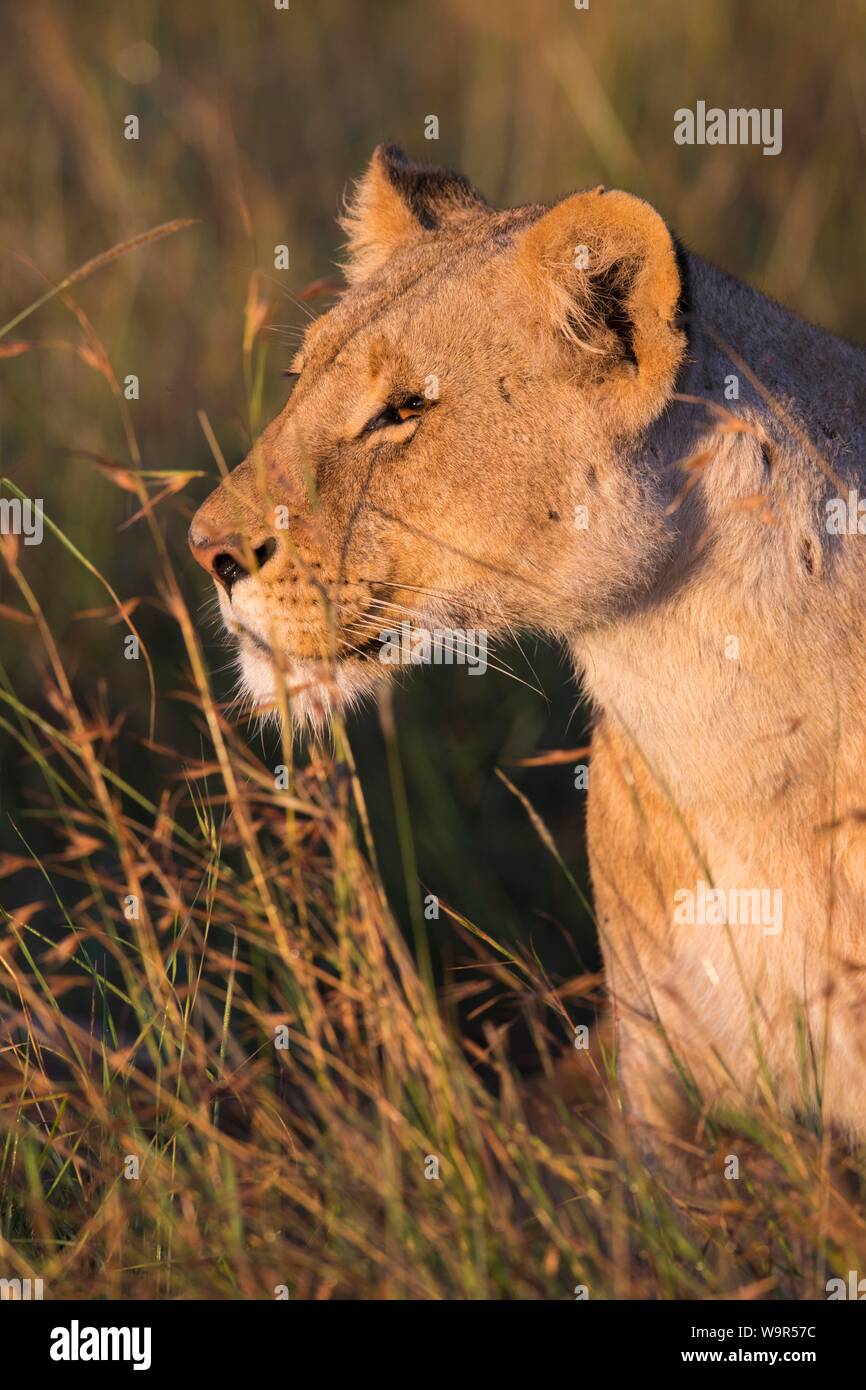 Lioness (Panthera leo), animal portrait, Masai Mara National Reserve ...