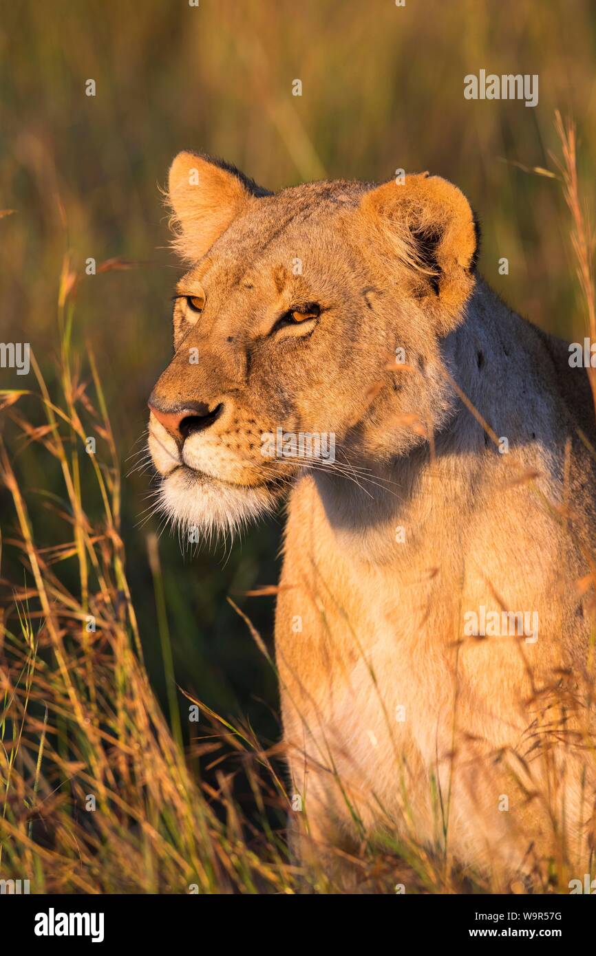 Lioness (Panthera leo), animal portrait, Masai Mara National Reserve ...