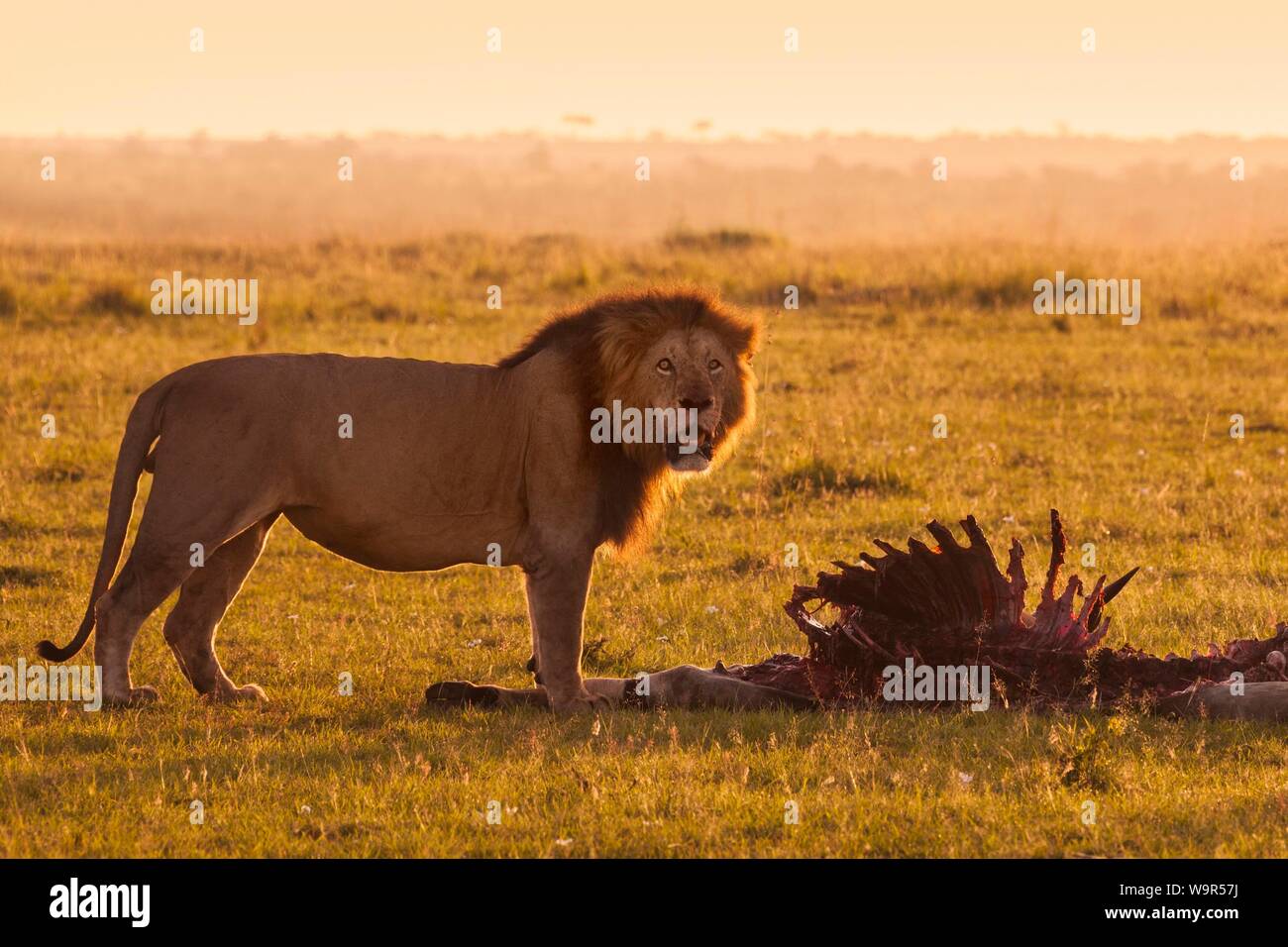 Male Lion (Panthera leo) with skeleton, eland kill, Masai Mara National ...