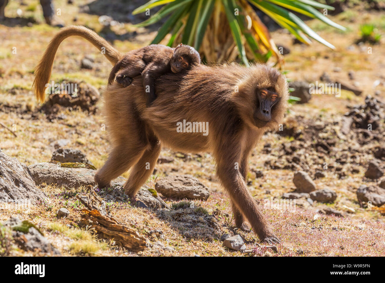 Gelada Baboon with baby in the Simian Mountains Stock Photo - Alamy