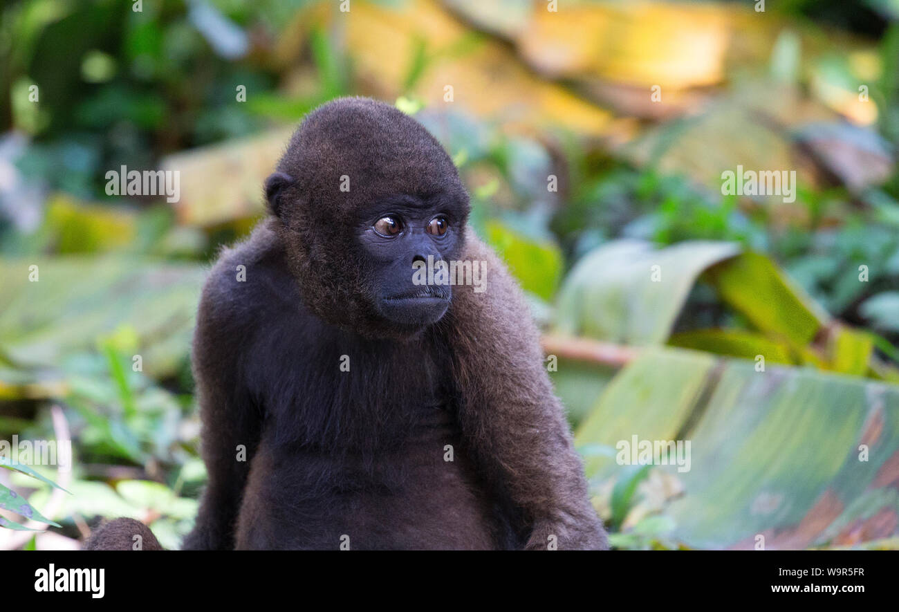 Cute howler monkey in jungle hi-res stock photography and images - Alamy