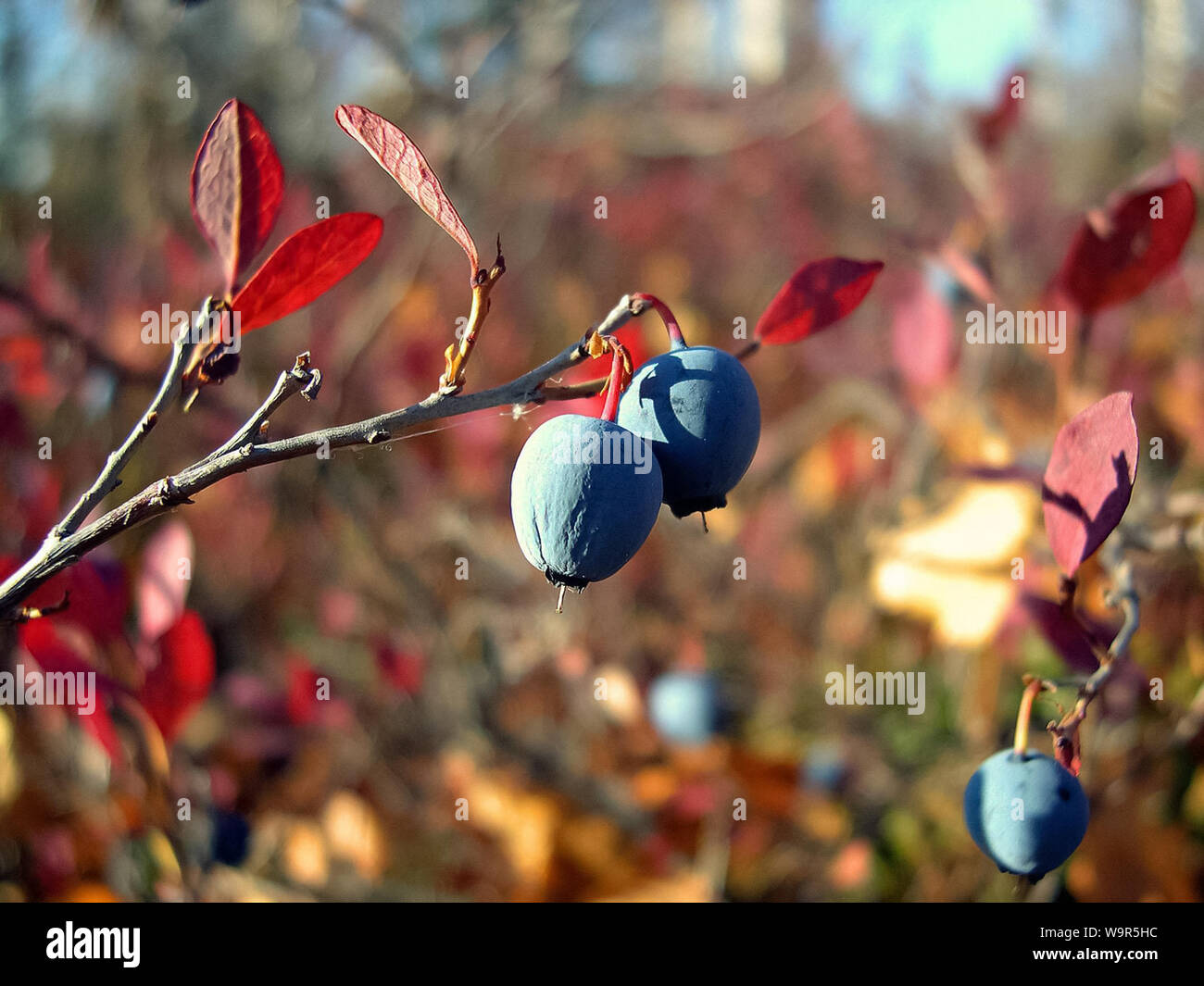 Blue berries of blueberries on the bushes. Berries in the tundra Stock ...