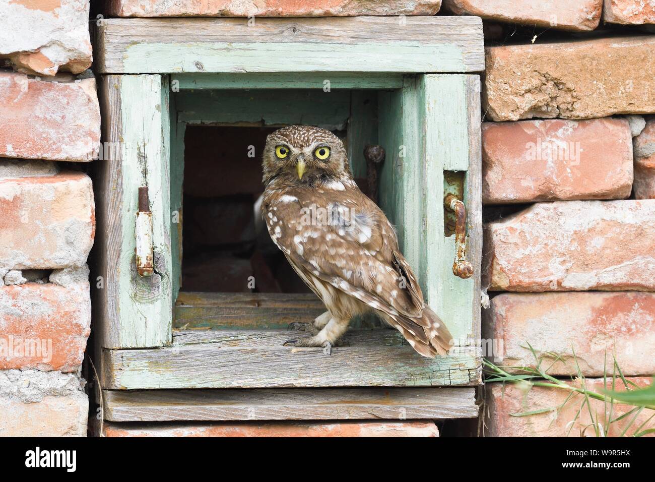 Little owl (Athene noctua), Old bird standing in the window of a house ...