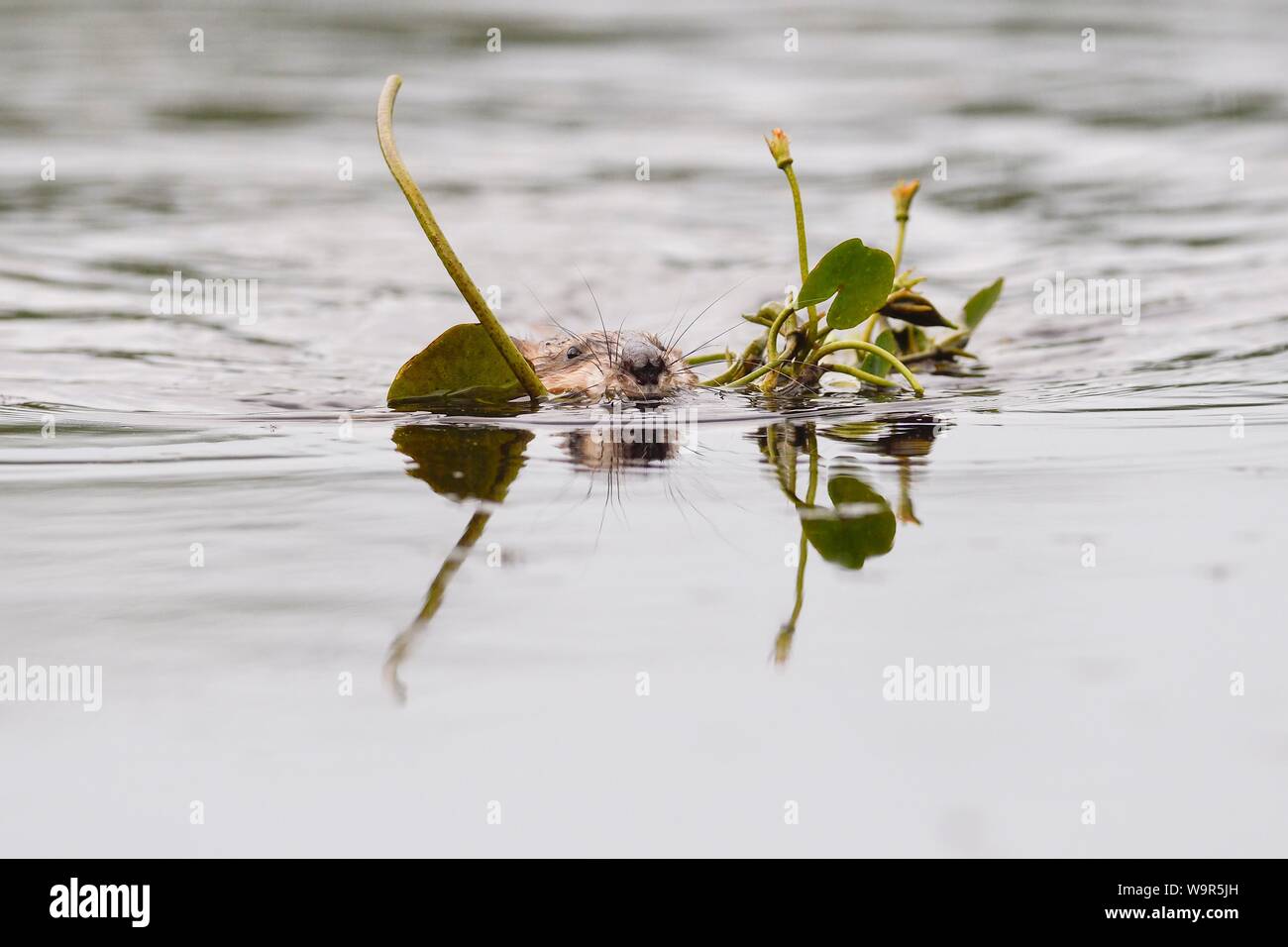 Muskrat Trapping Floats