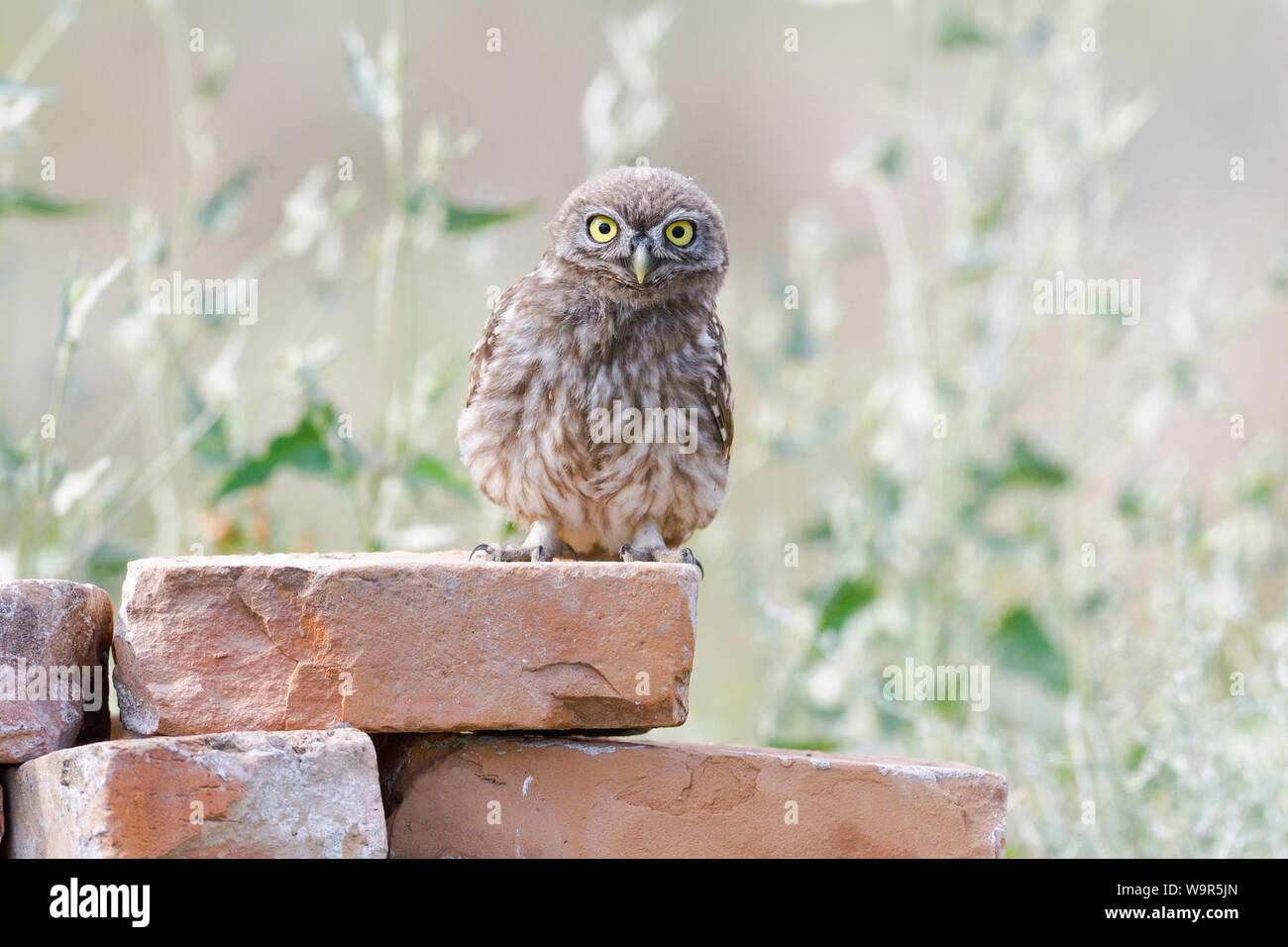 Little owl (Athene noctua), young bird standing on a brick wall, Danube ...